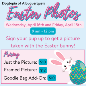 Easter Bunny Photos - Albuquerque West