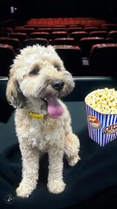 Movies & Popcorn at Dogtopia! - Boise-Greenbelt