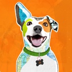Dog Daycare, Boarding, Spa | Dogtopia of Jacksonville Beach Boulevard