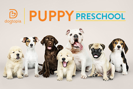 Puppy Preschool - McKinney