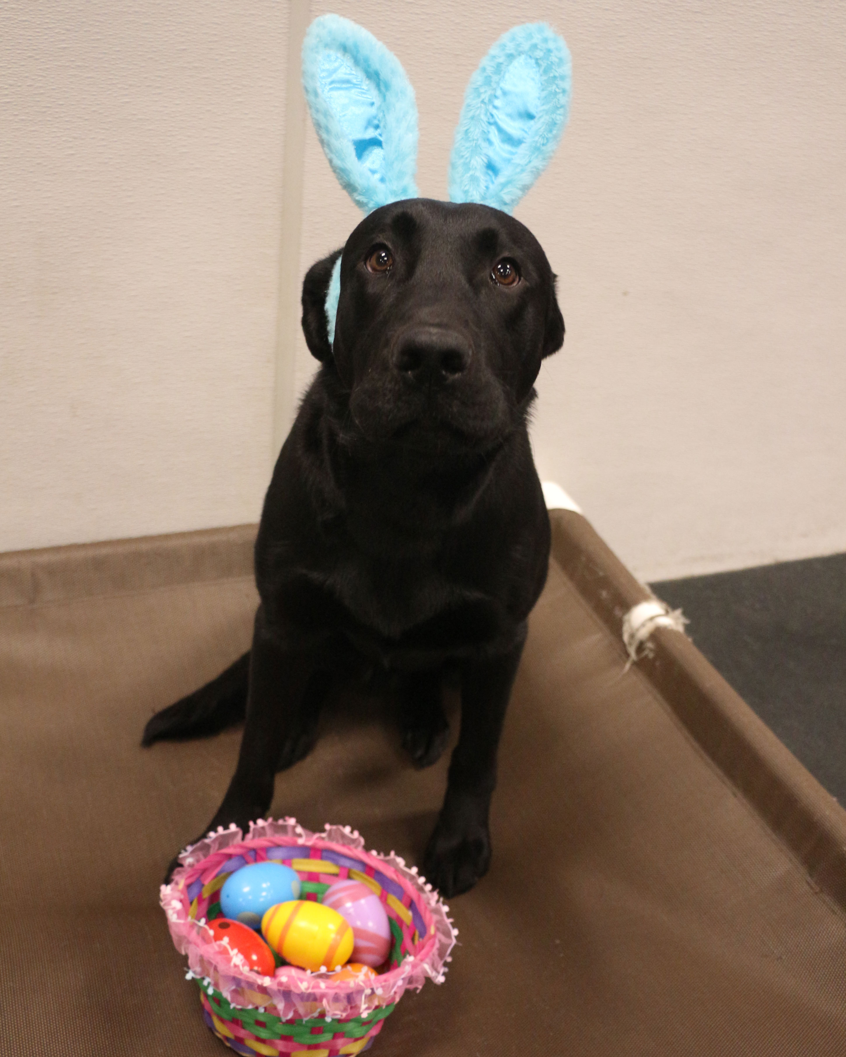 Events | Dogtopia Meadowvale Mississauga