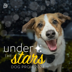 Dog Prom: Under the Stars - Wesmont Station
