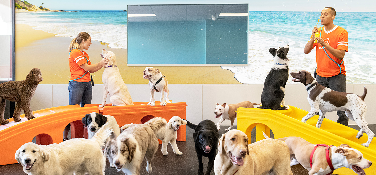 Why Work at Dogtopia - Roswell