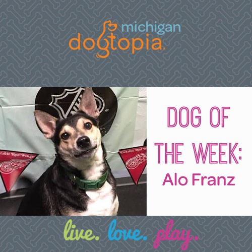 Dog Day Care Utica: Dog of the Week, Alo! - Utica
