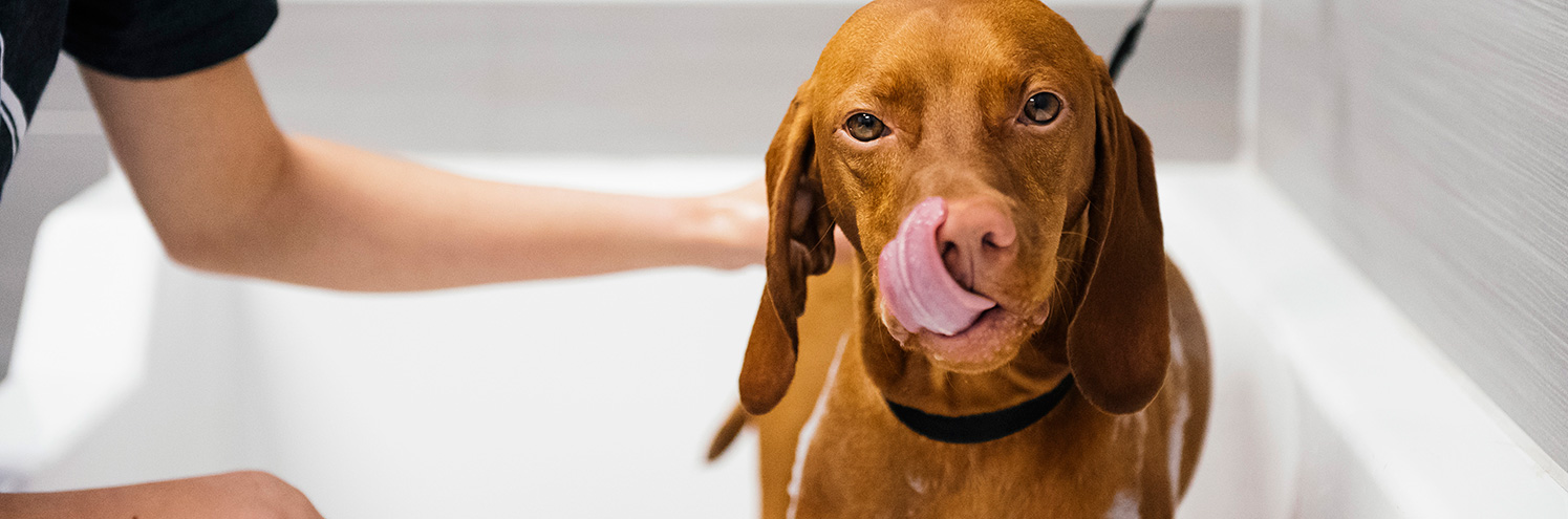 Dog Grooming, Spa Services | Dogtopia Ashburn - Loudoun Station